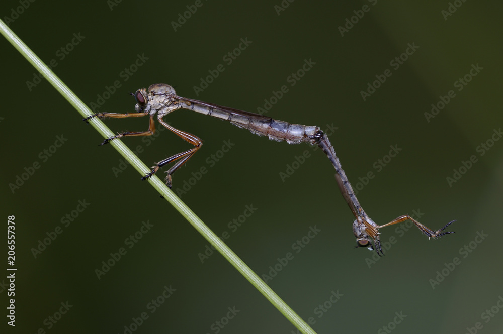 Robber flies Leptogaster cylindrica mating on a plant stem Stock Photo ...