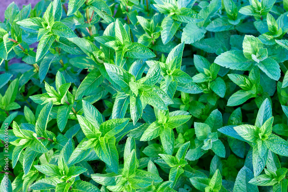 Green mint plant grow at vegetable garden. Background leaf with ...