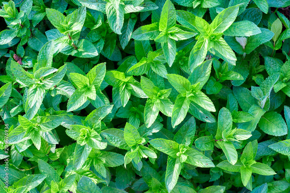 Green mint plant grow at vegetable garden. Background leaf with ...