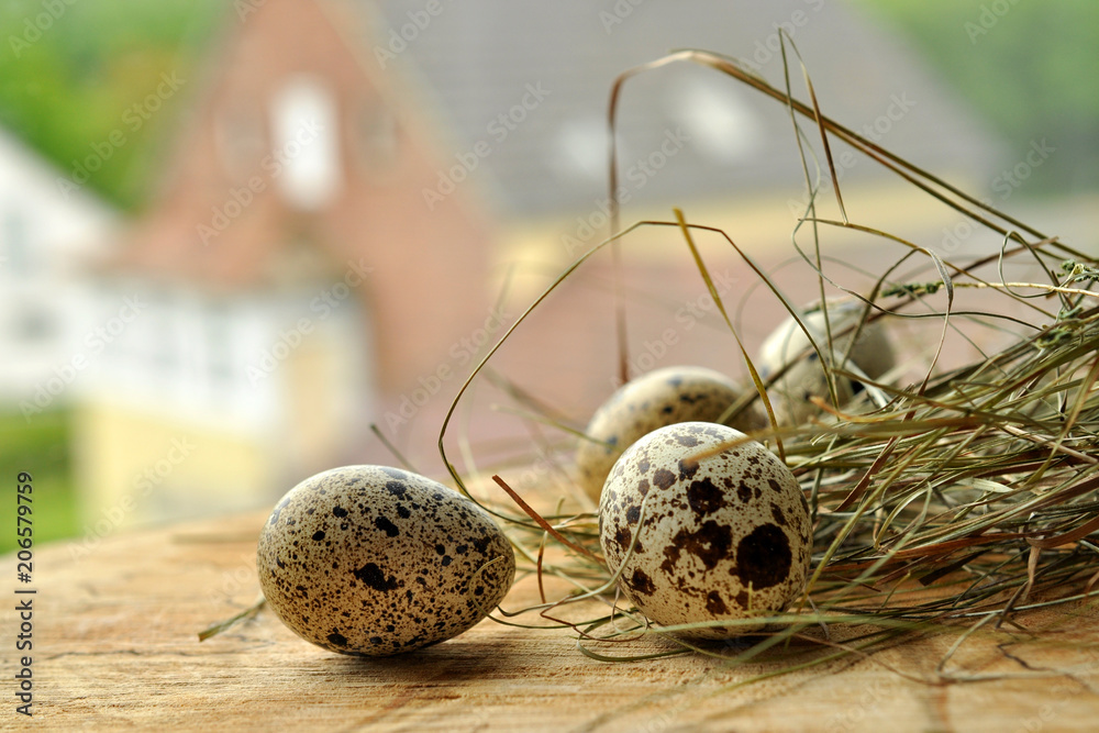 Wachteleier In Bayern – Wachteleier Heilwirkung – PING