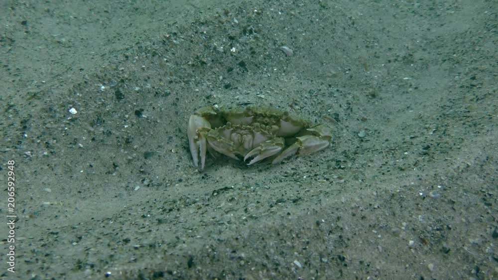 Reproduction Flying swimming crab (Liocarcinus holsatus): a pair of ...
