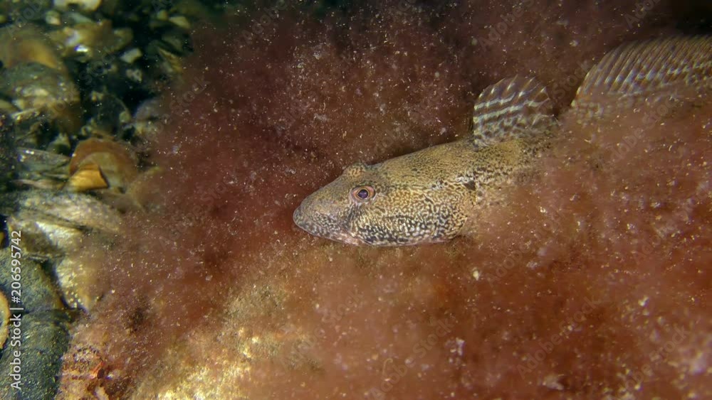 Sea fish Knout goby (Mesogobius batrachocephalus) in thickets of brown ...