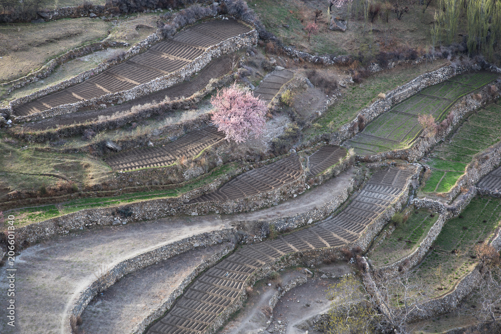 Beautiful Pink apricot blossom tree in spring season at Hunza valley ...