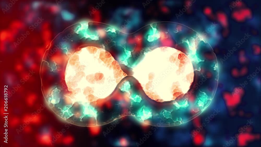 Cell mitosis. Cellular division of cell-like lifeform. Microbiology ...