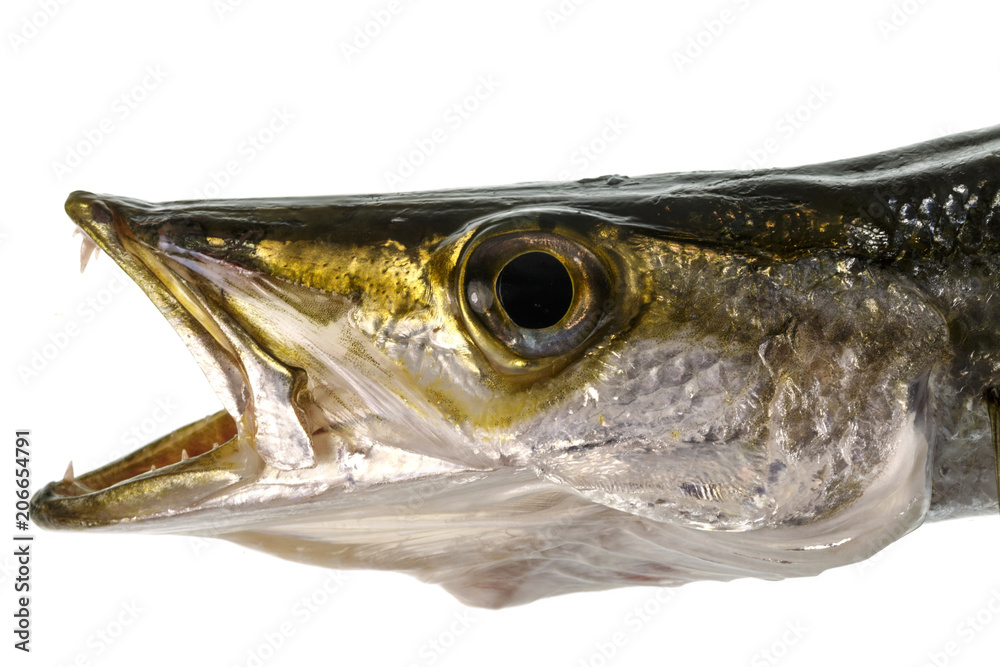 Yellowtail Barracuda – Head, Eye and Teeth Stock Photo | Adobe Stock