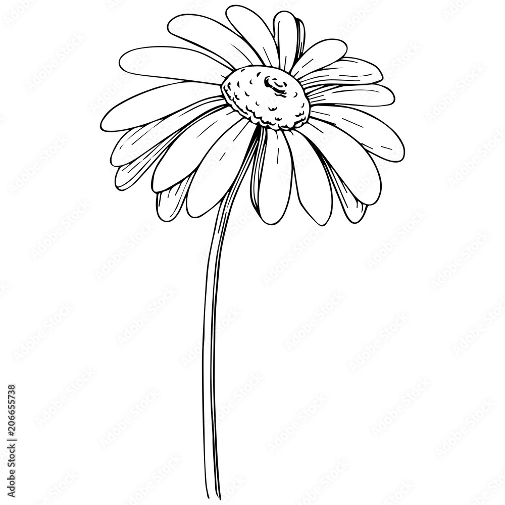 Daisy in a vector style isolated. Full name of the plant: daisy ...