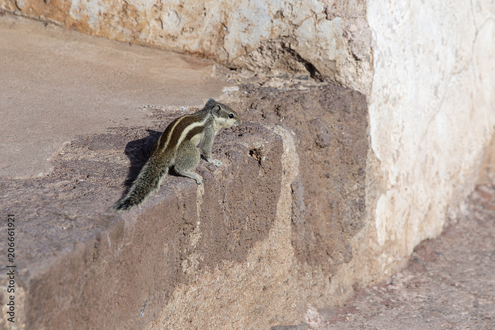 Variable squirrel or Finlayson's squirrel or Callosciurus finlaysonii ...