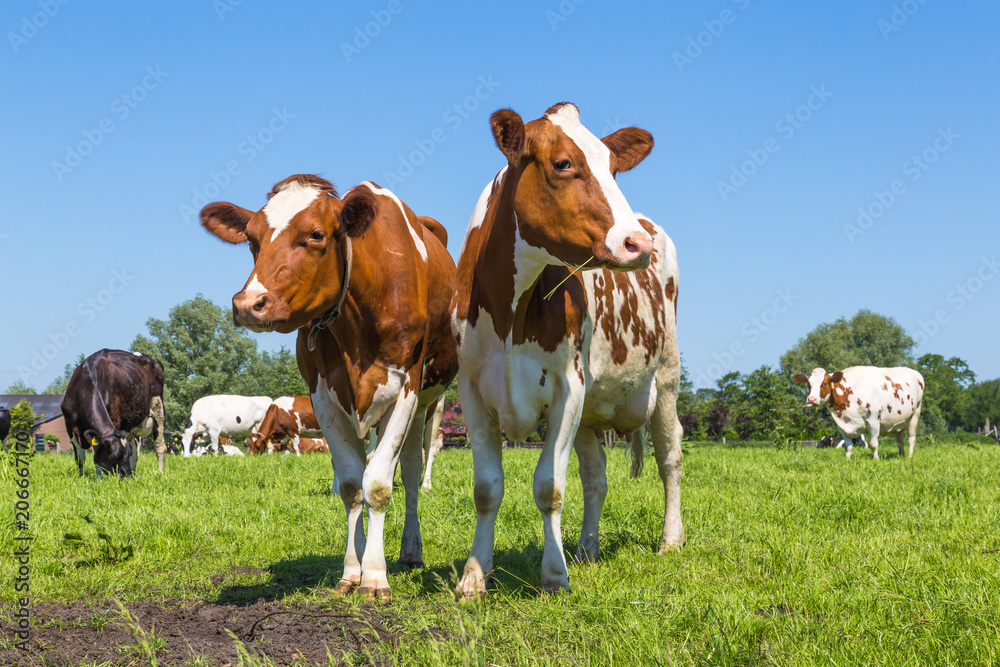 A group of curious brown spotted Dutch cows outside on a meadow Stock ...