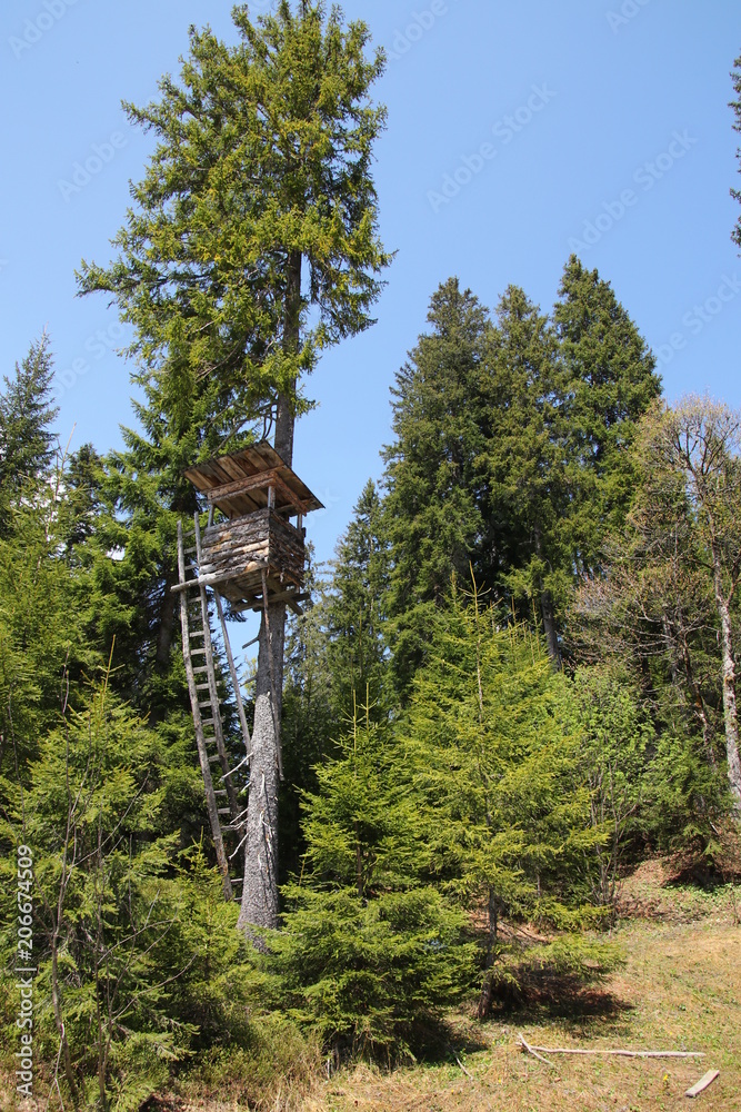 Hochsitz direkt an Baumstamm Stock Photo | Adobe Stock