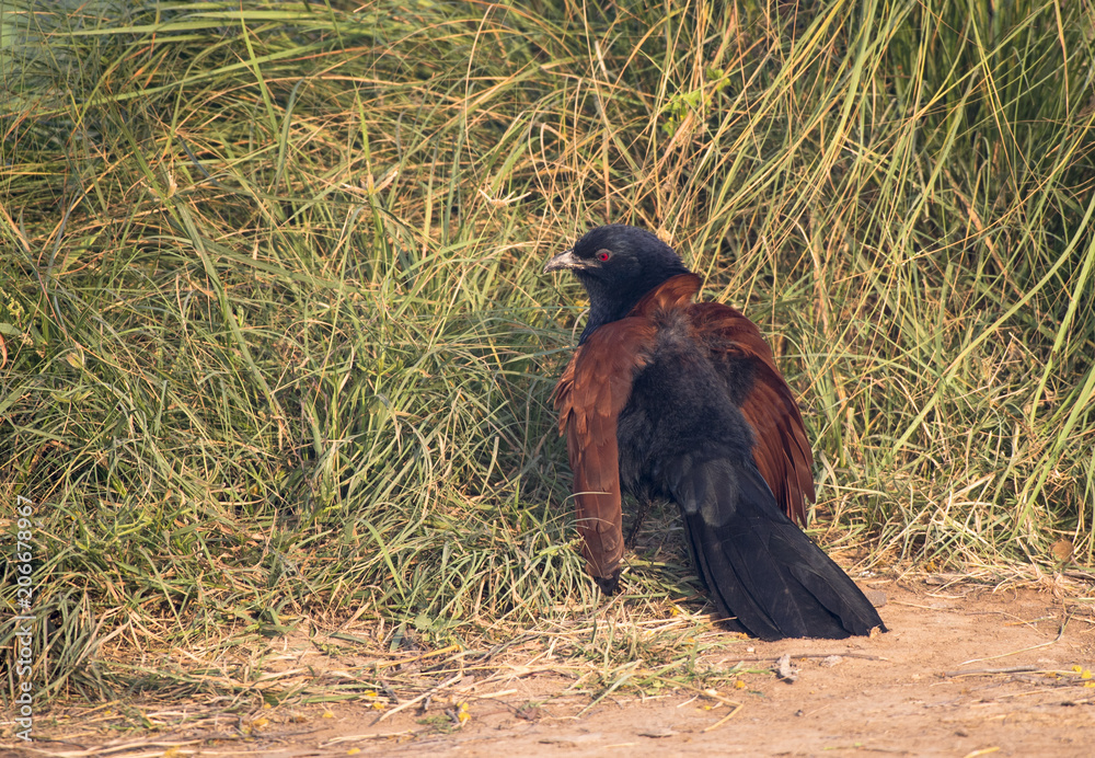 Greater coucal with wings span in sunlight , ,The greater coucal or ...