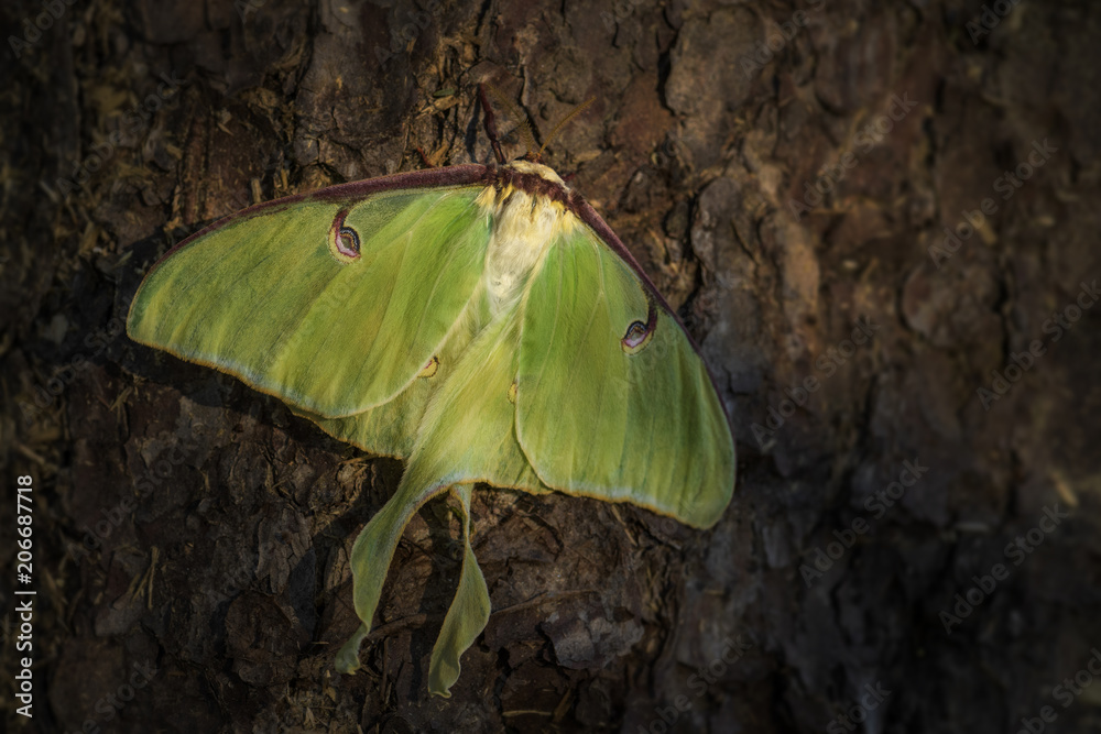 Luna Moth - Actias luna, beautiful large green moth from New World ...