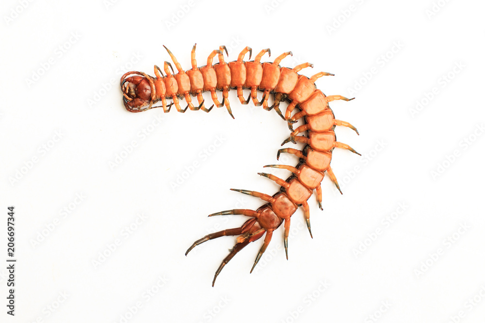 under or bottom of centipede isolate on white background foto de Stock ...
