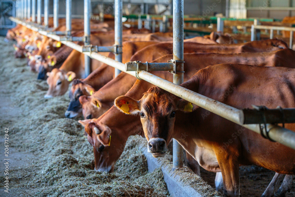 cows dairy breed of Jersey eating silos fodder in cowshed farm ...