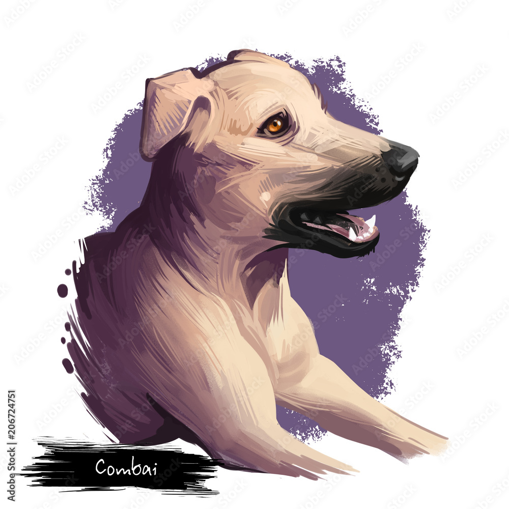 Combai, Kombai, Indian Terrier dog digital art illustration isolated on ...