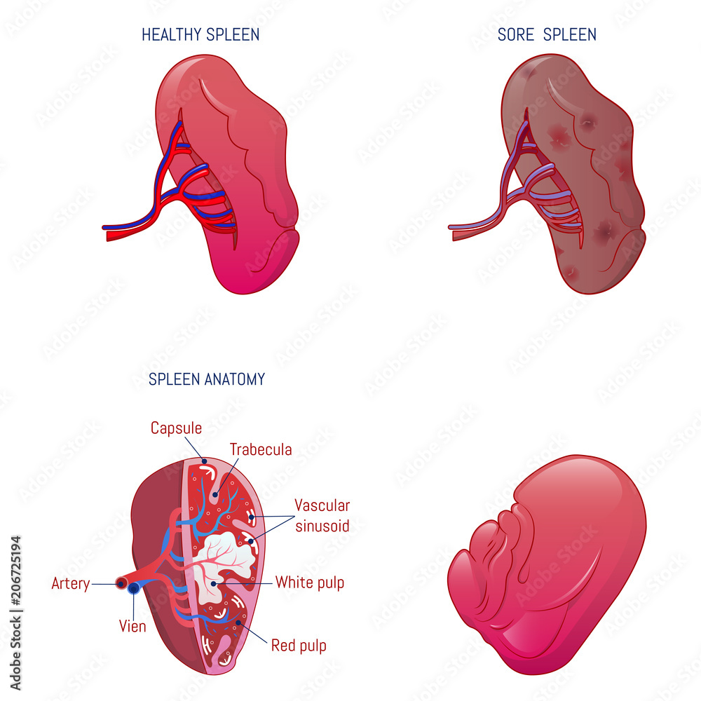 Spleen milt anatomy icons set. Cartoon illustration of 4 spleen milt ...