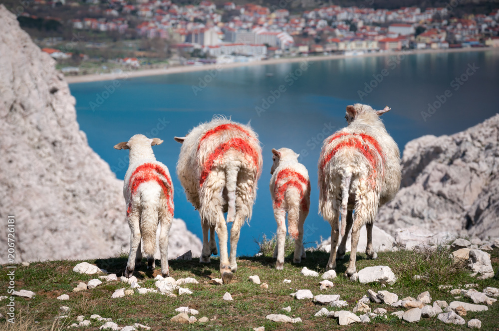 Sheep and lambs with painted red markings standing on a cliff above the ...