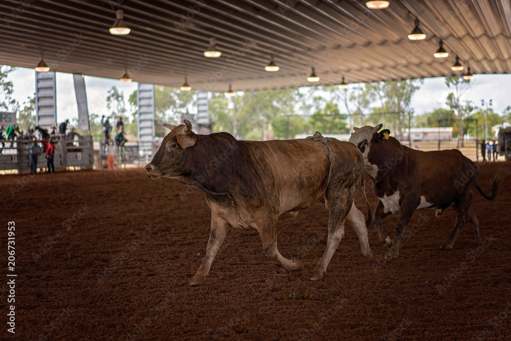 Bulls In The Ring Of A Rodeo After Bucking Off their Cowboy Riders ...