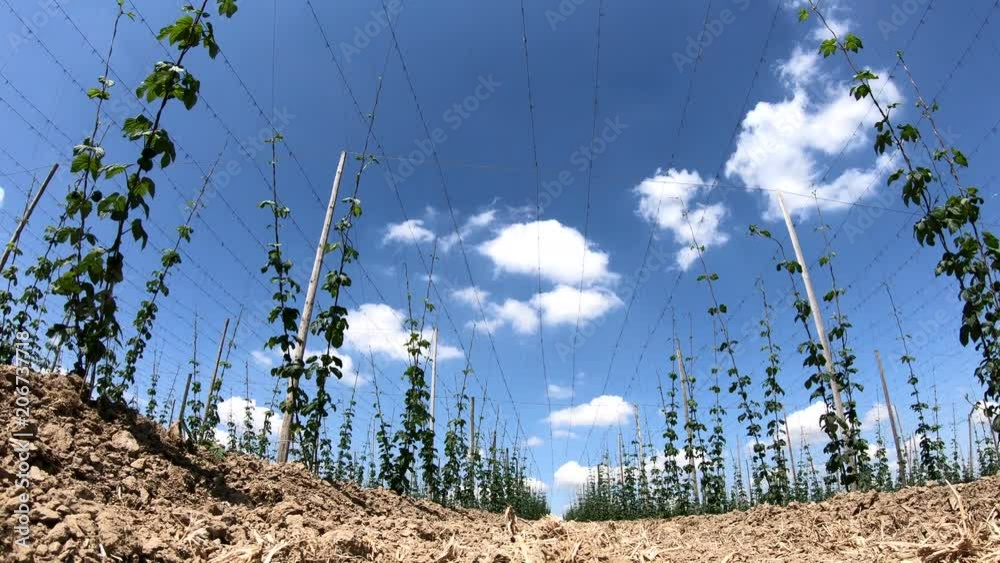 Hopfenanbau in der Hallertau, Hopfen, humulus, Bier, Kletterhilfe ...