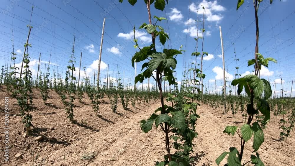 Hopfenanbau in der Hallertau, Hopfen, humulus, Bier, Kletterhilfe ...