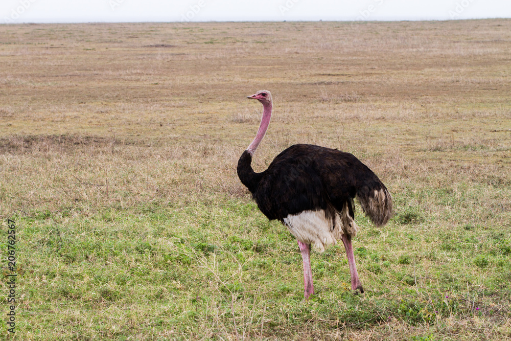 Common ostrich (Struthio camelus) large flightless birds native to ...