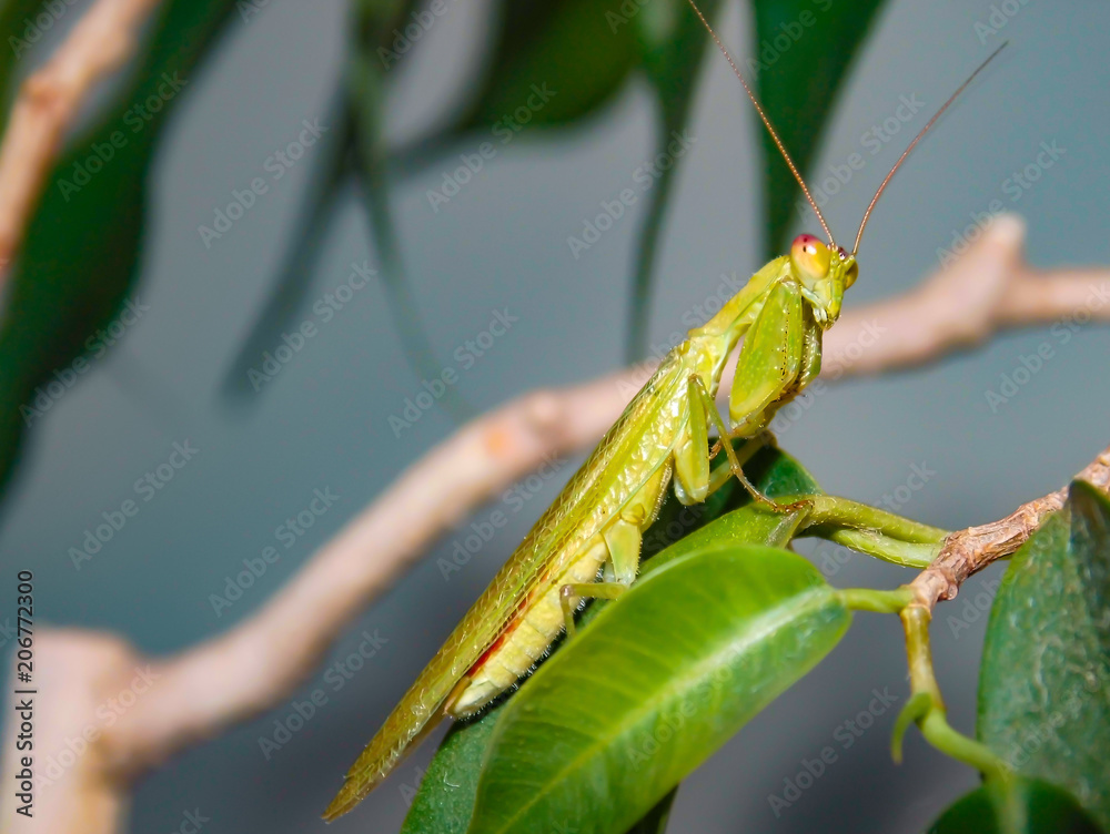 praying mantis, small insect of green color, the position of its paws ...