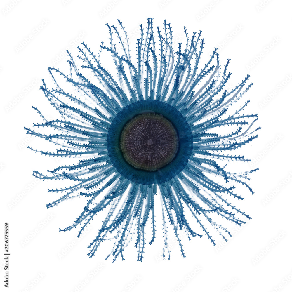 Blue Button Jellyfish (Porpita porpita). Isolated on white background ...