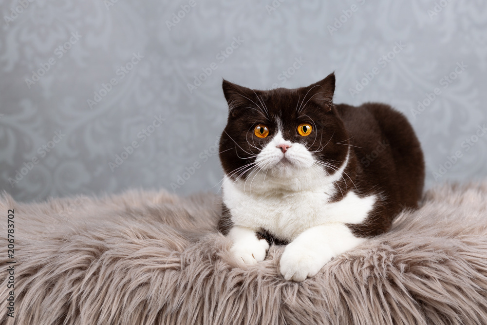 Britisch Kurzhaar Katze BKH in chocolate white, 9 Monate, imposant und ...