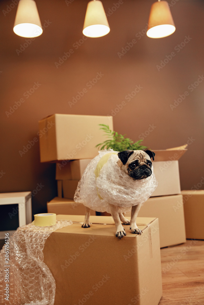 Funny Moving Dog Pictures