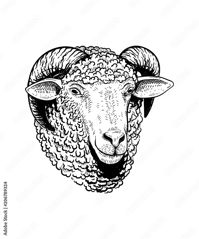 Sheep Head Illustration