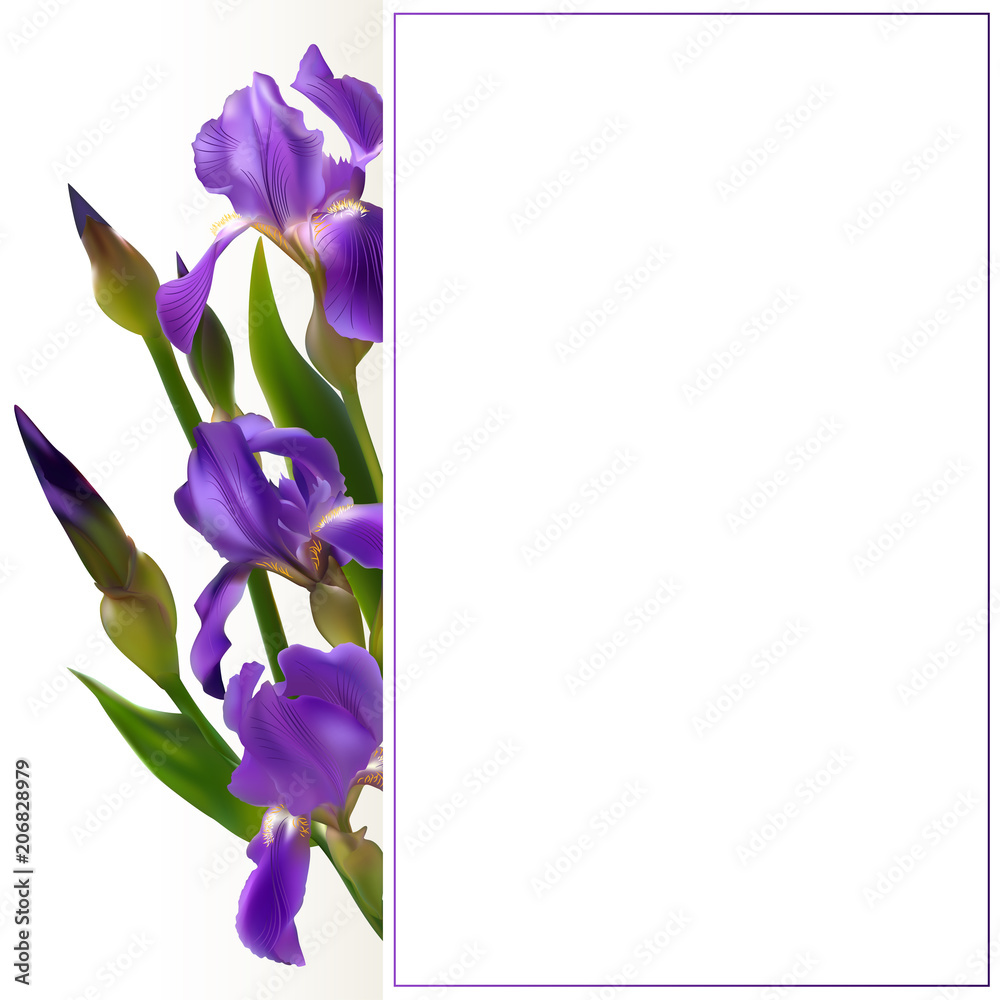 Iris. Flowers. Floral background. Border. Buds. Blue. Petals. Flower ...
