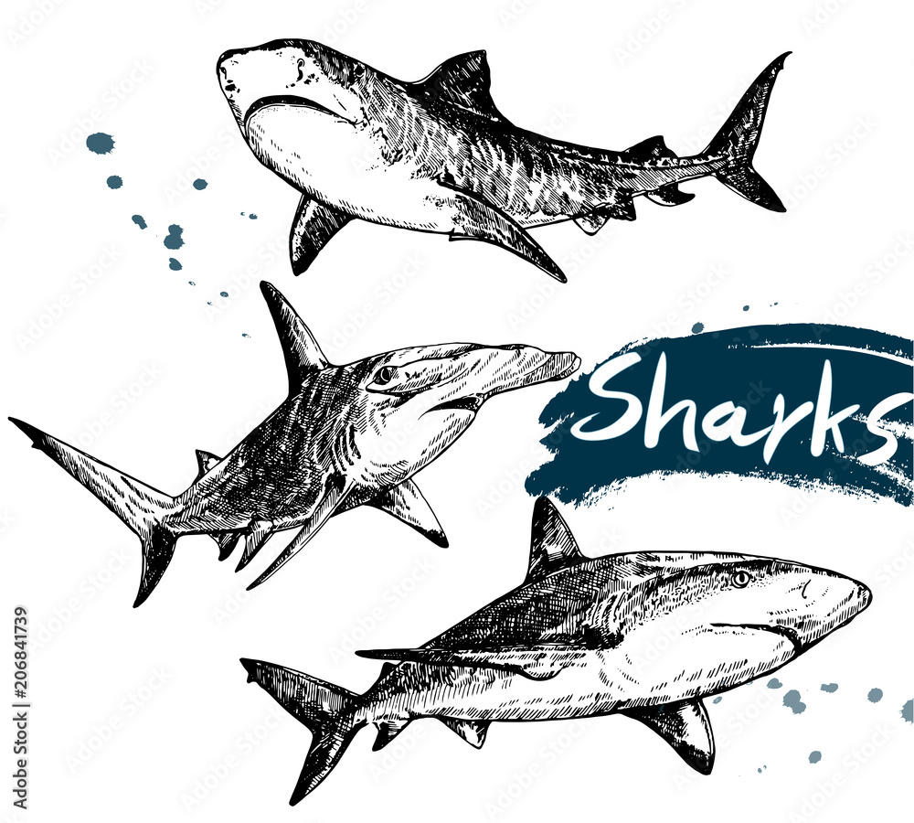 Set of hand drawn sketch style sharks isolated on white background ...