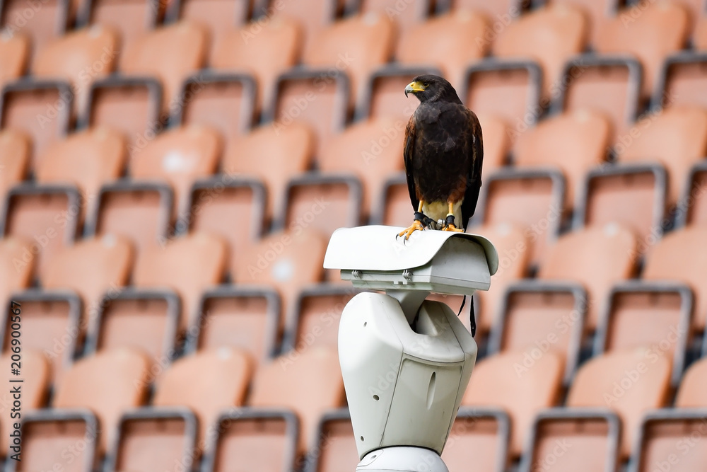 Harris' hawk at the football stadium. The hawk scares other birds ...