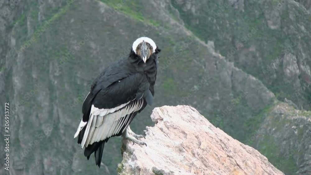 Vidéo Stock Andean condor close up resting on a stone. Found in the ...