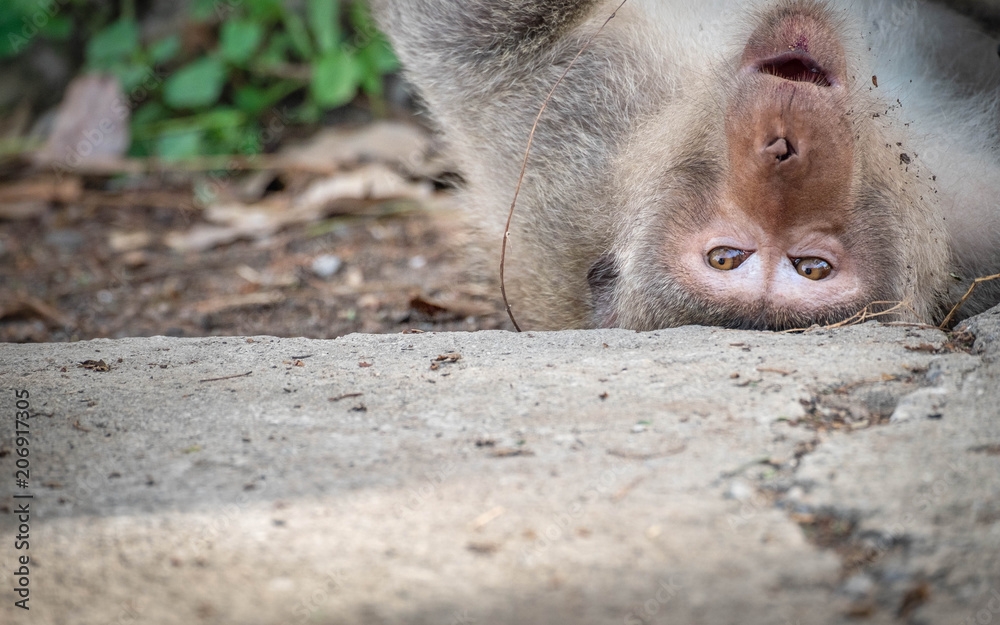 Monkey, old, baby, baby, smiling, camera, monkey at the temple, Khao ...