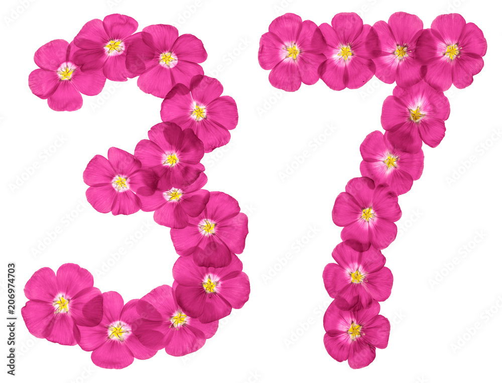Arabic numeral 37, thirty seven, from pink flowers of flax, isolated on ...