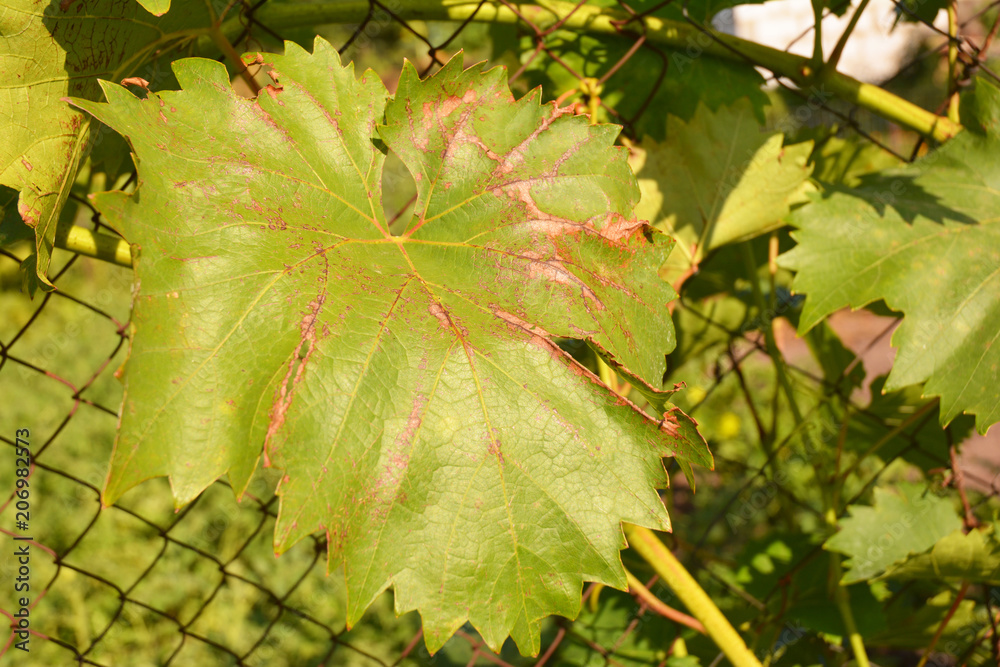 Grapevine diseases. Anthracnose of grapes (Elsinoë ampelina) is a fungal disease that affects a ...