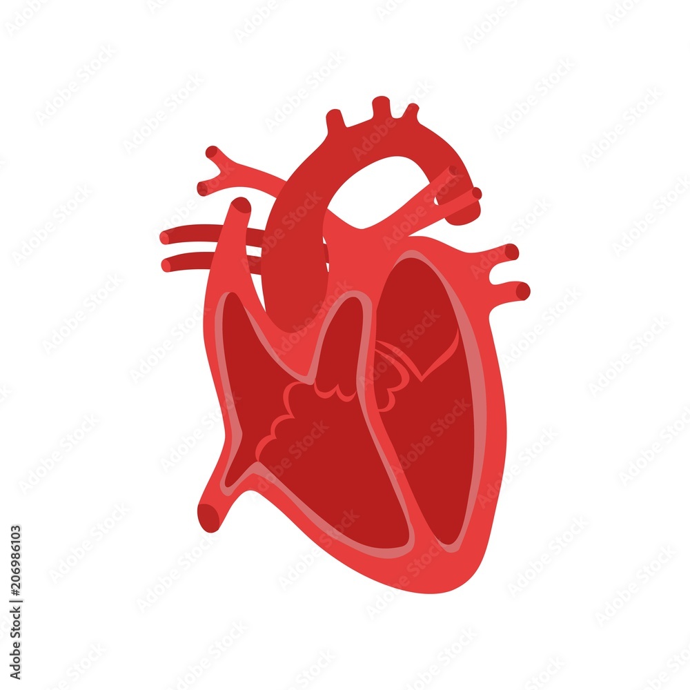 Part of the human heart. Anatomy. Diastole and systole.Filling and ...