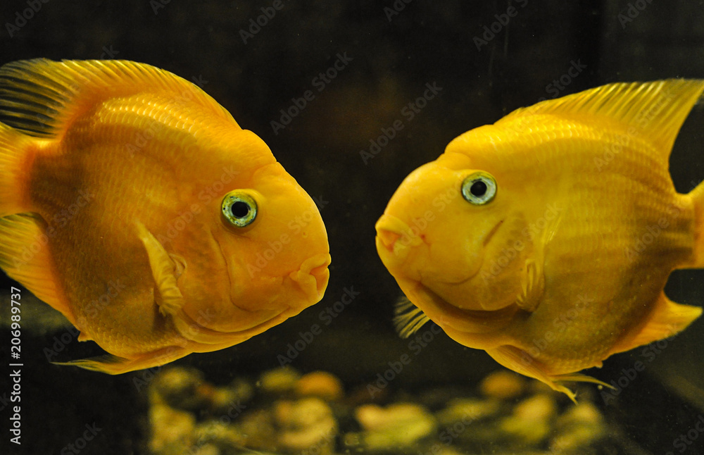 Yellow Parrot Fish Aquarium