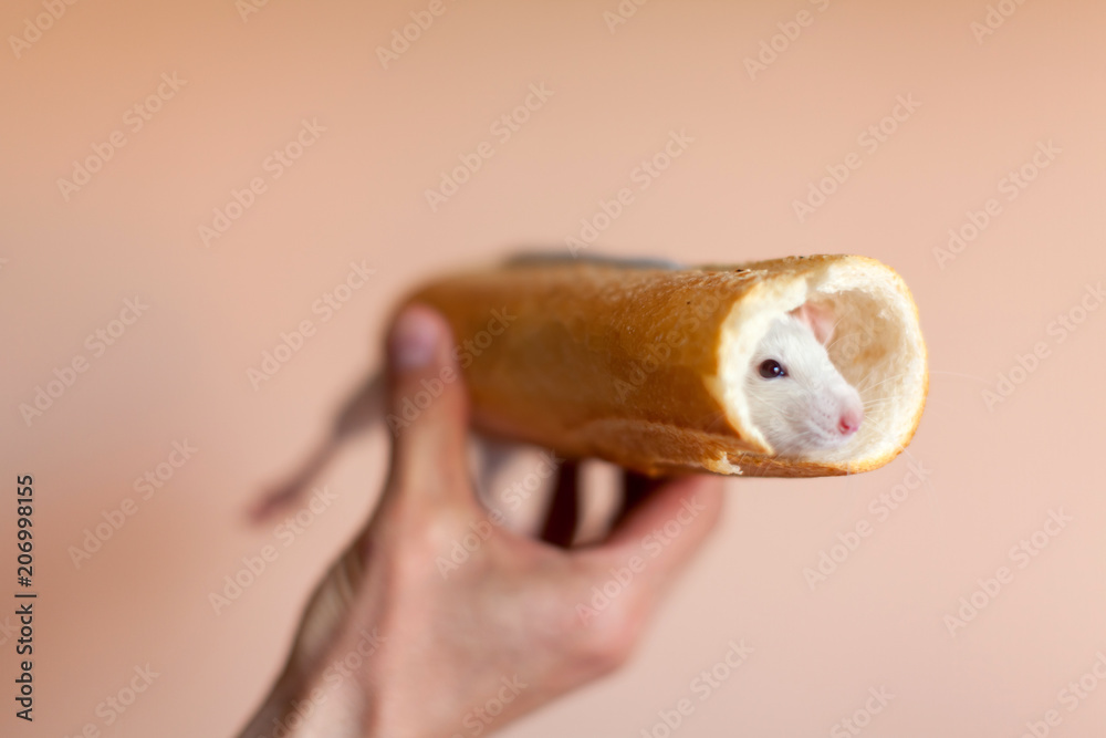 Little cute rat on the baguette is like a hotdog Stock Photo | Adobe Stock