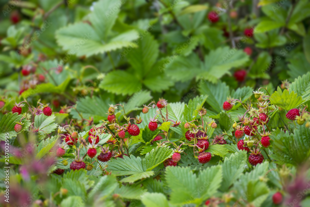 Wild Strawberry Field