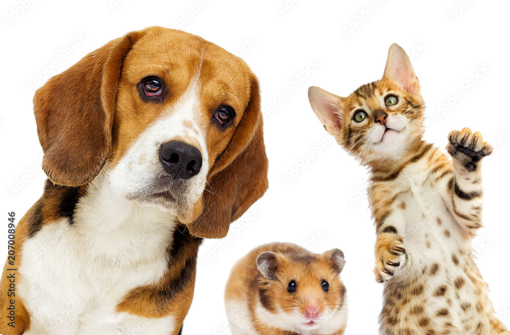 Are Hamsters Like Dogs