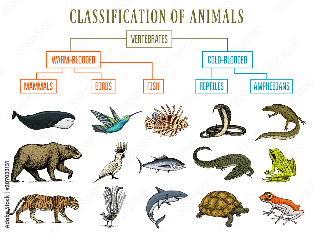 Vetor De Classification Of Animals Reptiles Amphibians Mammals Birds 