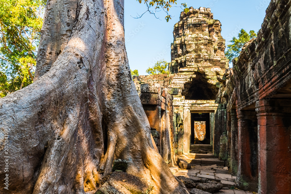 Huge tree and antient Banteay Kdei Temple in Angkor Wat complex in ...