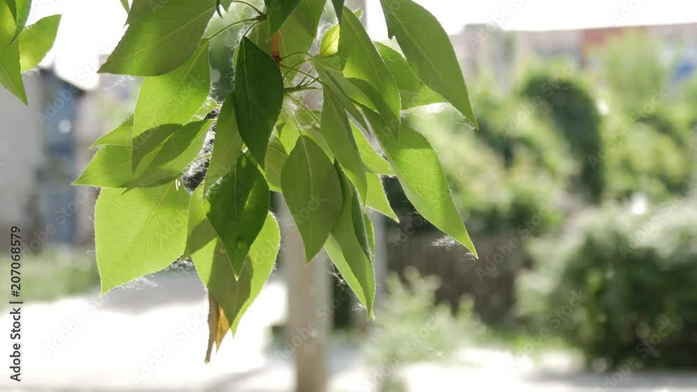 Abstract blurred backgrounds hiking trail in the green leafy park on ...