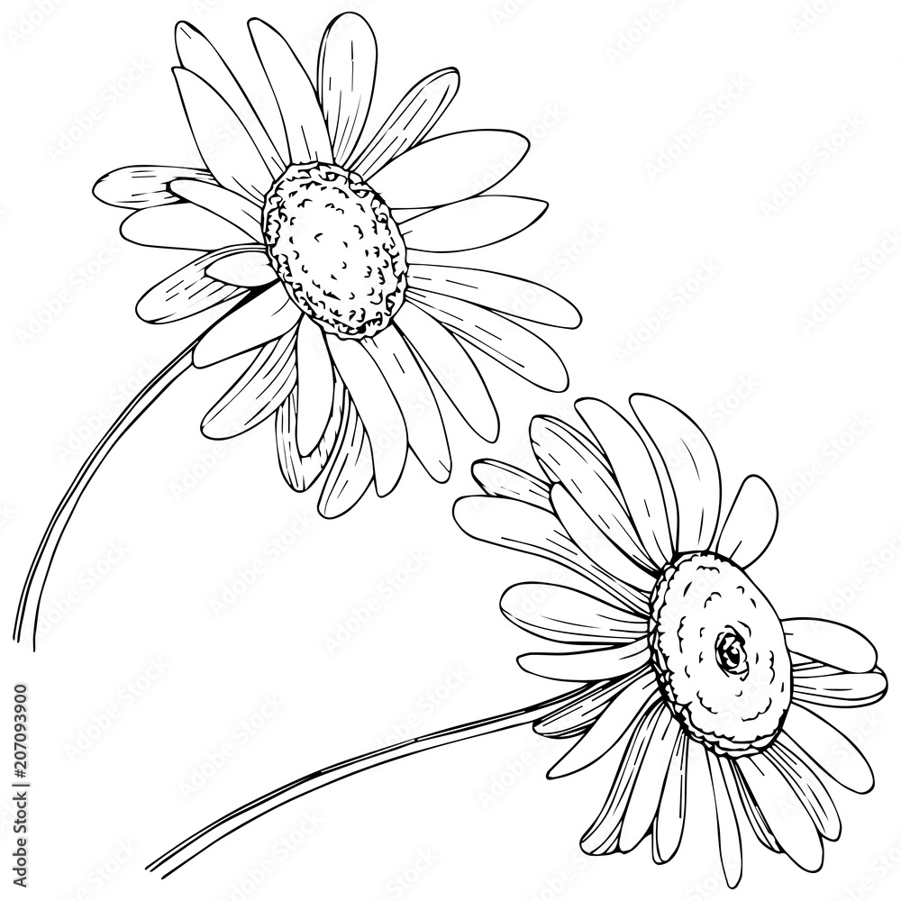 Daisy in a vector style isolated. Full name of the plant: daisy. Vector ...
