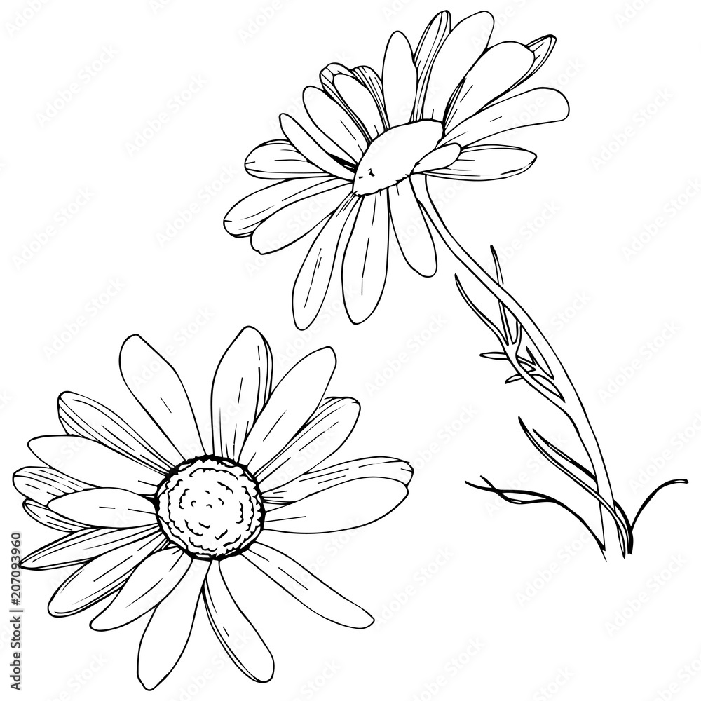 Daisy in a vector style isolated. Full name of the plant: daisy. Vector ...