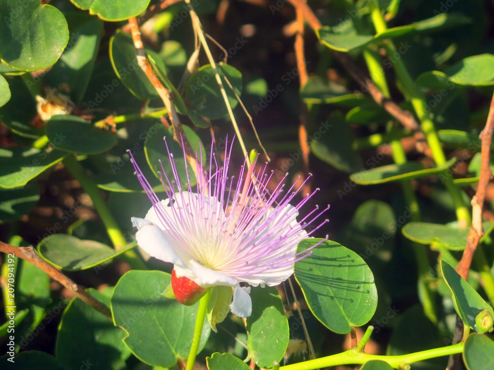 caper flower the typical plant of the Mediterranean areas Stock Photo ...