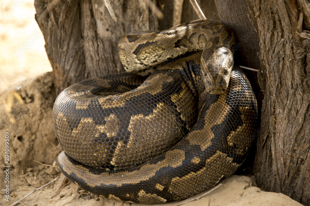 Python de Seba, Python sebae, Parc national des oiseaux du Djoudj ...