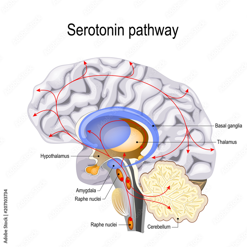 Serotonin pathway Stock Vector | Adobe Stock