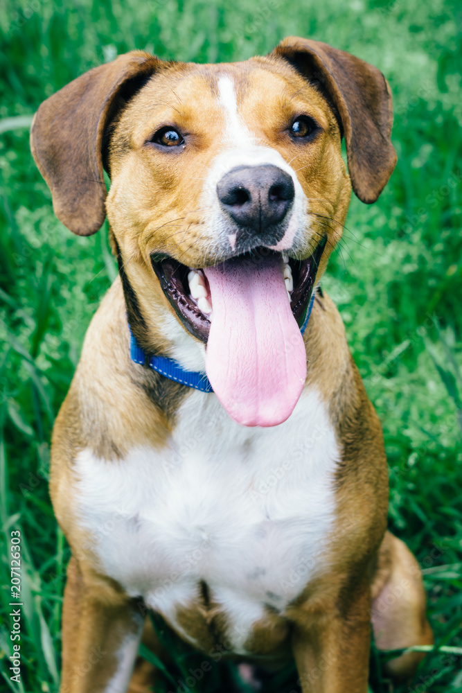 Border Collie Great Dane Mix